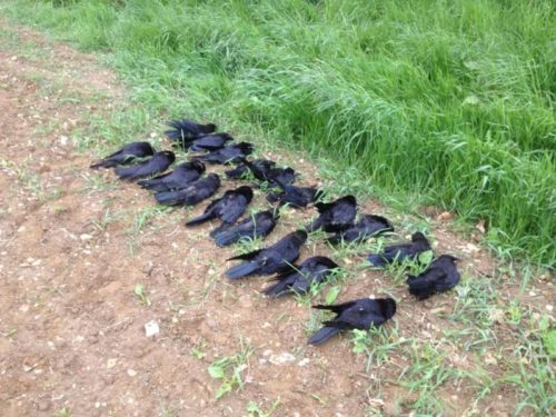 Rook Shooting - A Great Sport - ShootMart