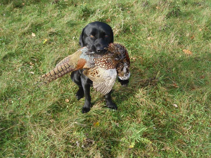 Gun Dog Etiquette On Shoot Day - ShootMart