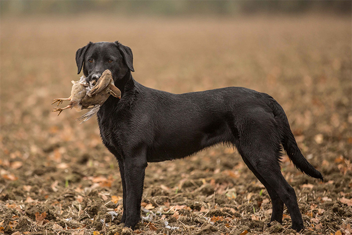 Gun Dog Etiquette On Shoot Day - ShootMart