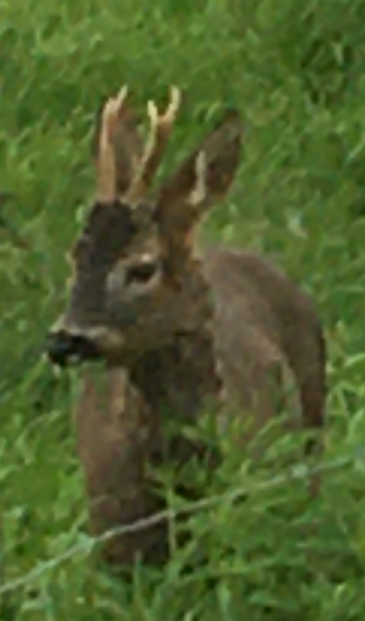 ROE BUCK STALIKING DUMFRIES & GALLOWAY SCOTLAND - ShootMart